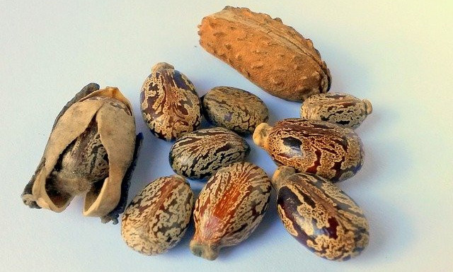 Castor Oil for Cellulite? Can It Reduce Cellulite?